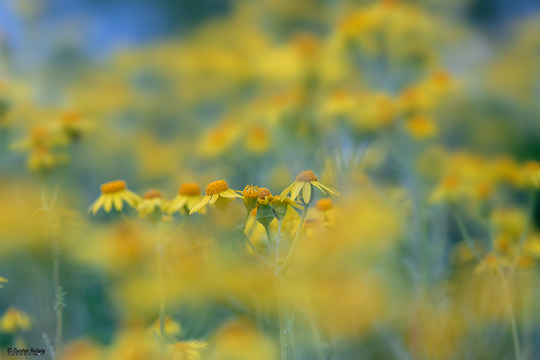 In der Natur Foto & Bild | europe, balearic islands, spain Bilder auf ...