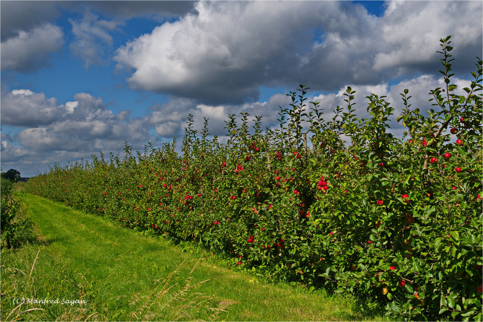 In der Obstplantage Foto & Bild | deutschland, europe, niedersachsen ...