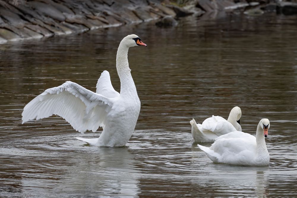 In der Orther Bucht... Foto & Bild | deutschland, europe, schleswig ...