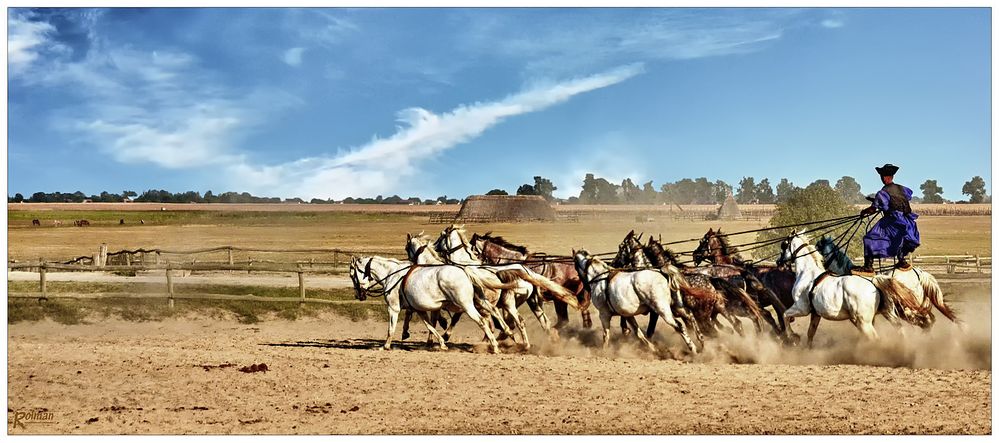 In der Puszta Foto & Bild | landschaft, lebensräume, natur Bilder auf ...