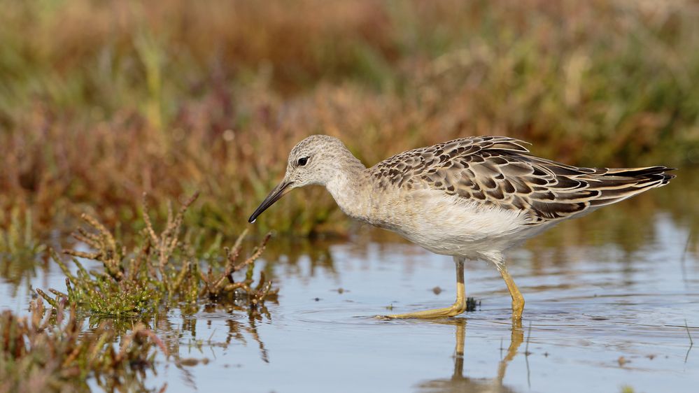 In der Quellerzone Foto & Bild | natur, tiere, wildlife Bilder auf ...
