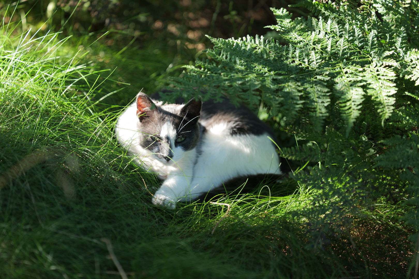 in der ruhe liegt die Kraft Foto & Bild | landschaft, wald, natur ...