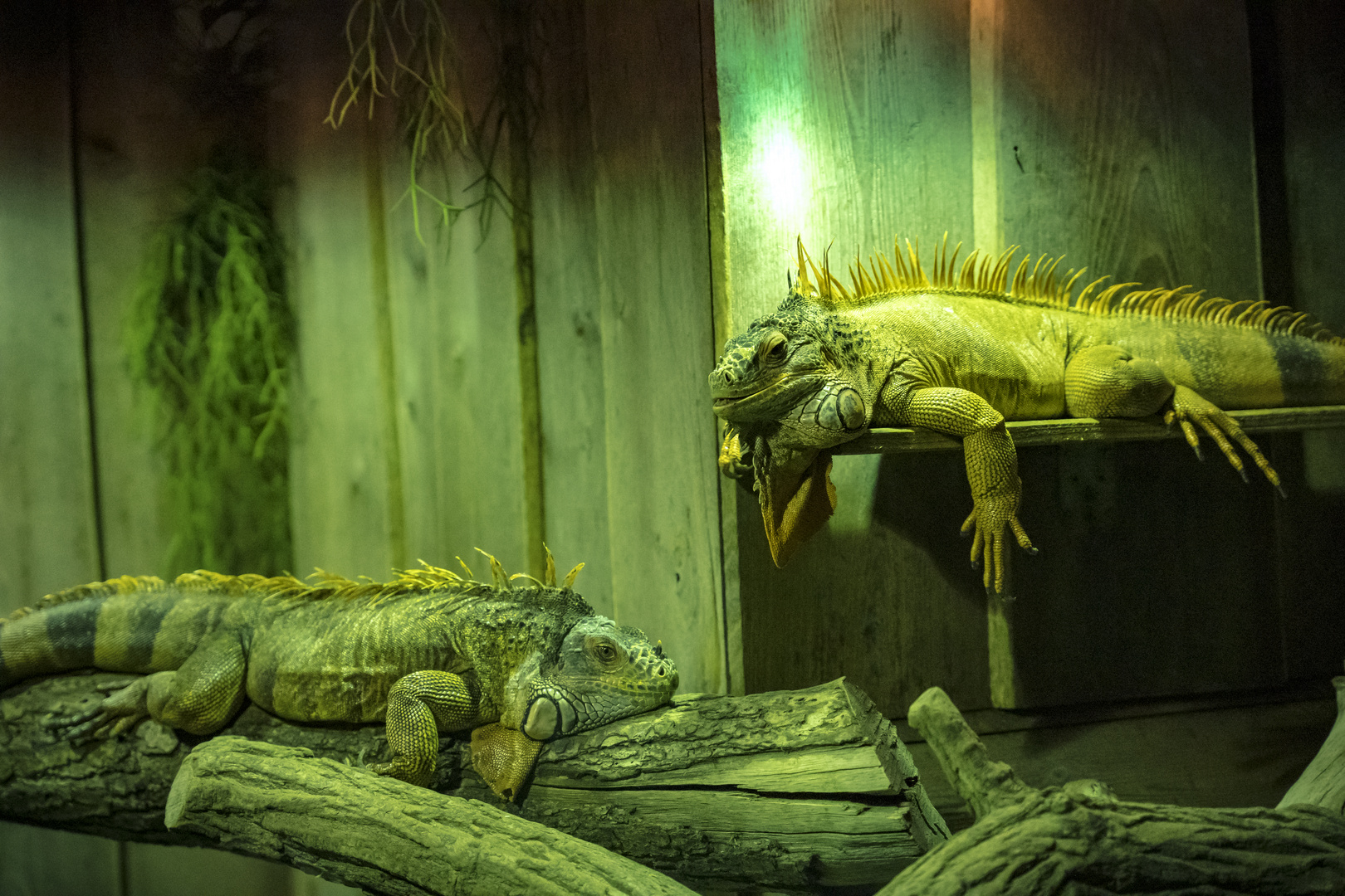 In der Ruhe liegt die Kraft Foto & Bild | tiere, natur Bilder auf ...