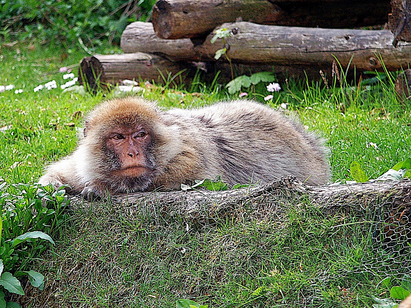 In der Ruhe liegt die Kraft Foto & Bild | tiere, wildlife, säugetiere ...