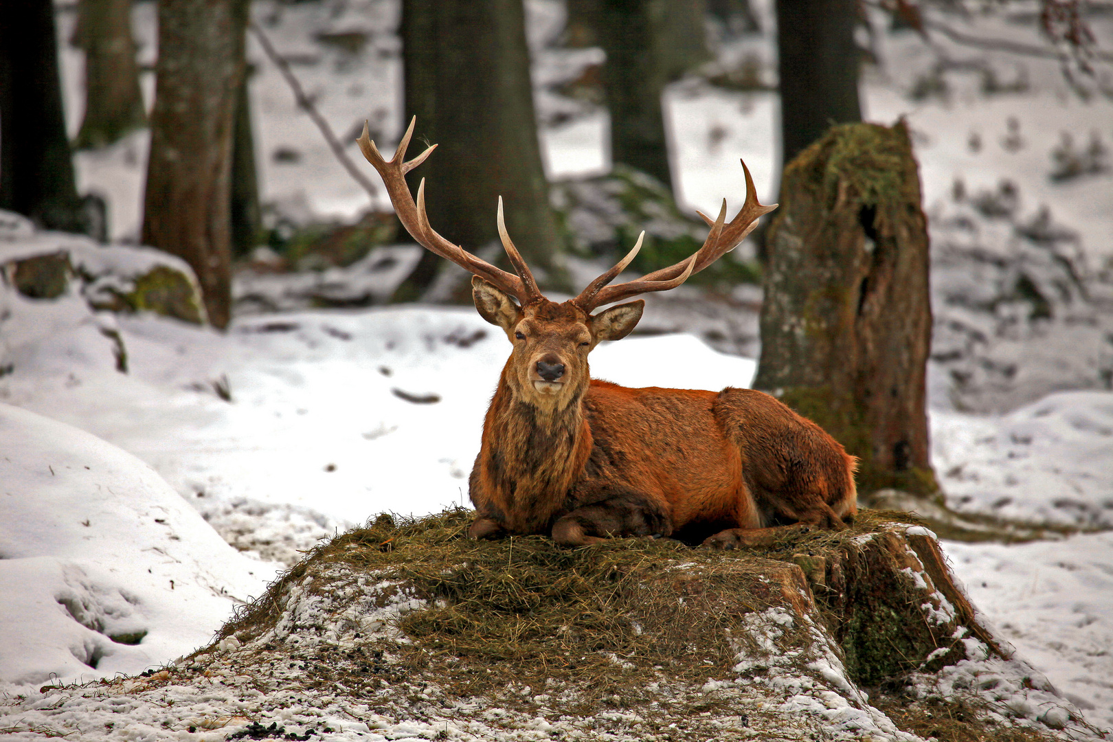 In der Ruhe liegt die Kraft Foto & Bild | tiere, wildlife, wildlife ...