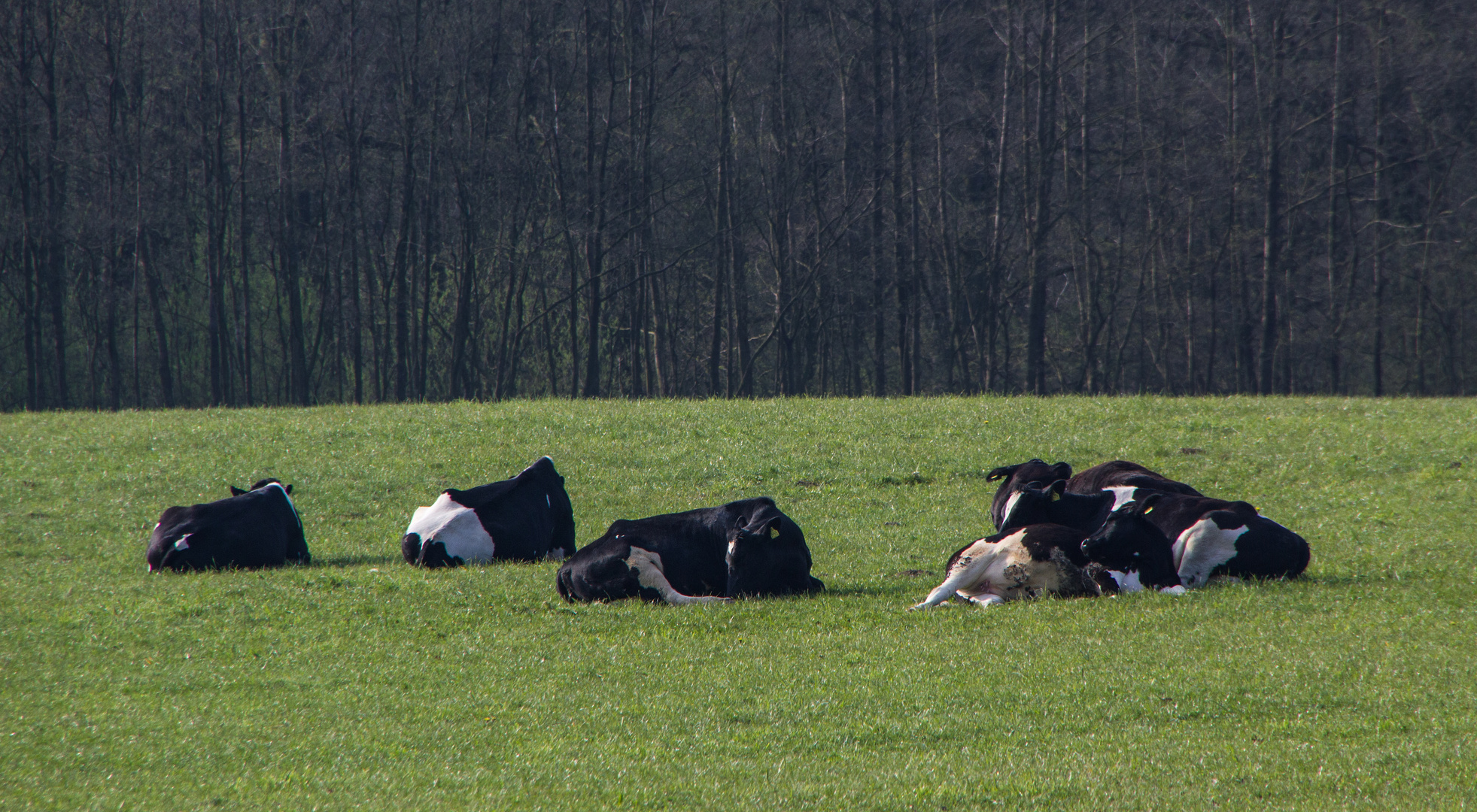 In der Ruhe liegt die Kraft. Foto & Bild | natur, ruhe, tiere Bilder ...