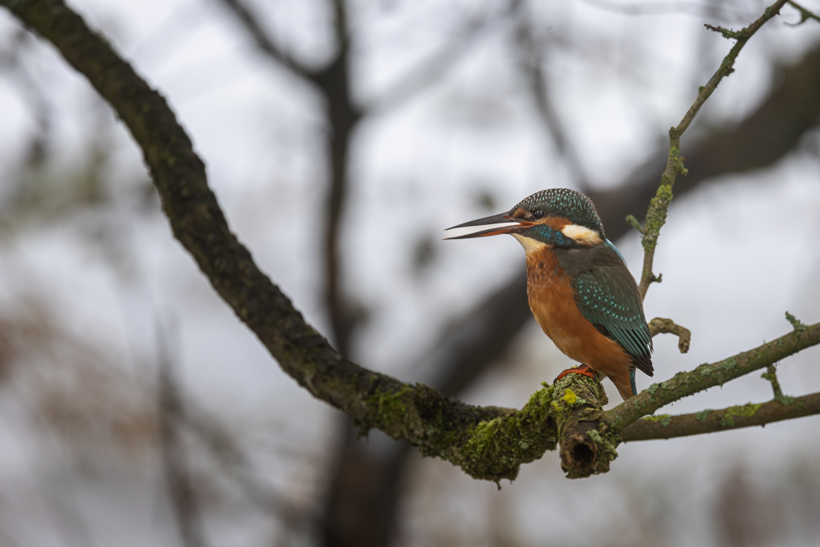 in der Ruhe liegt die Kraft Foto & Bild | hamburg, natur, vogel Bilder ...