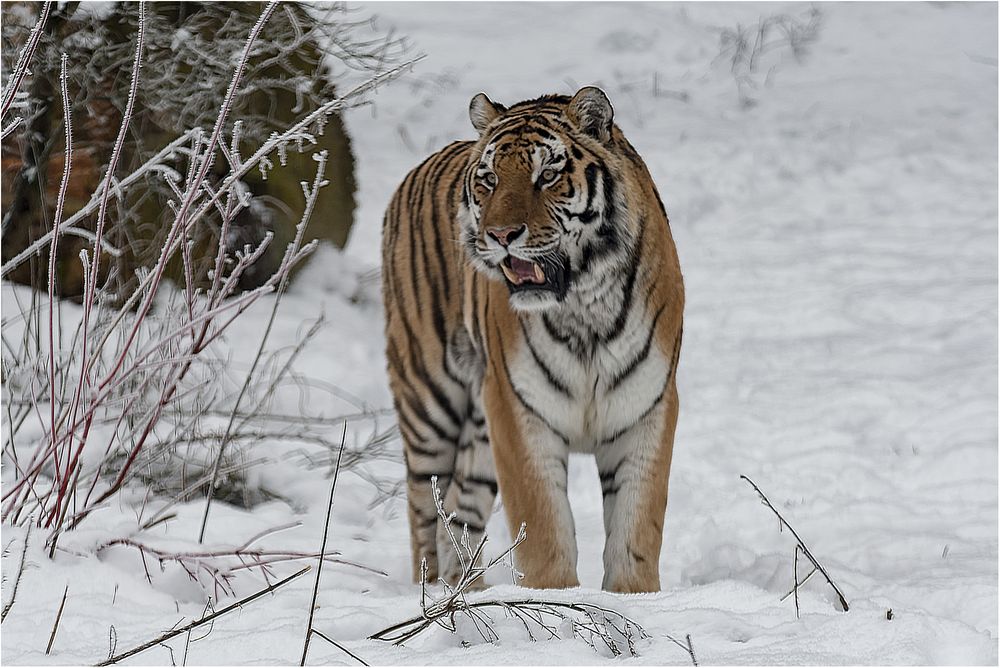 In der Taiga.... Foto & Bild | nature, natur, schön Bilder auf ...