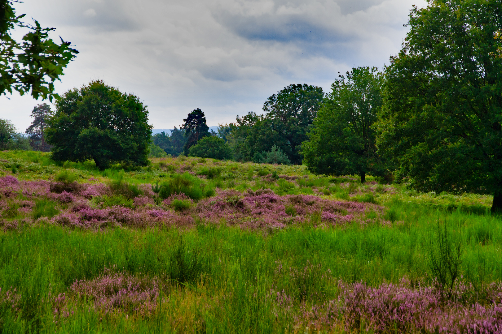 In der Wahner Heide Foto & Bild | landschaft, heide, natur Bilder auf ...