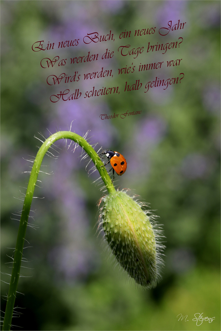 In diesem Sinne Foto & Bild | spezial, makro, natur Bilder auf ...