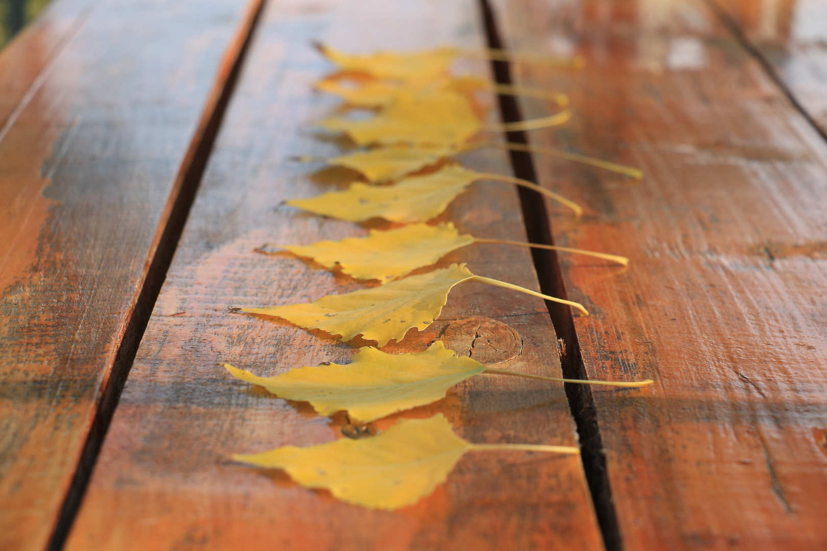 In einer Reihe Foto & Bild | stillleben, arrangierte szenen, natur ...