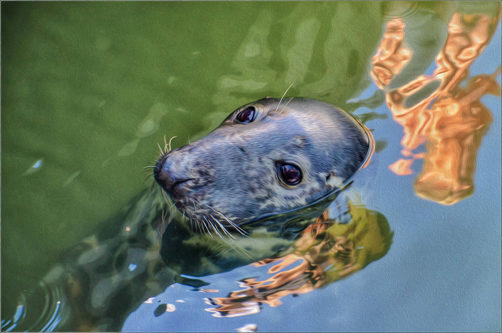 In Erinnerung an Willi, die Kegelrobbe von Sylt Foto & Bild | tiere ...