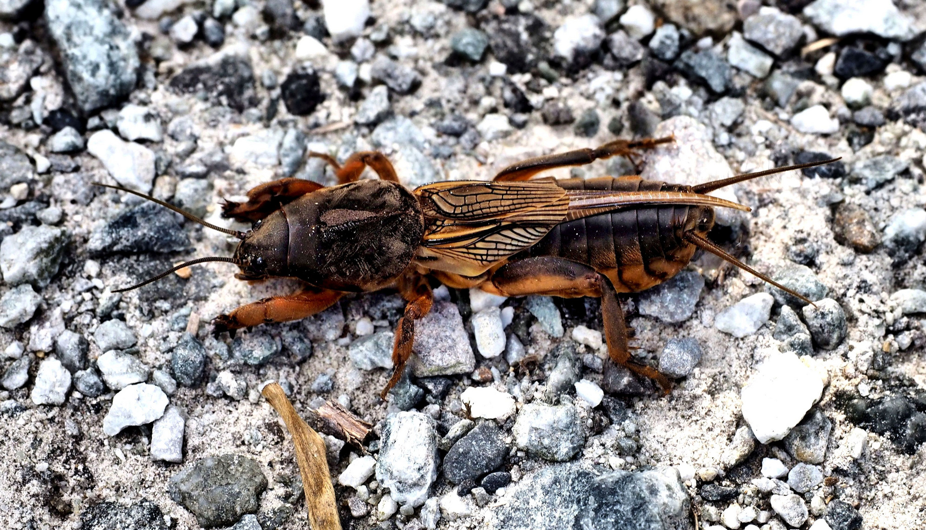 In ganzer Länge Foto & Bild | tiere, wildlife, insekten Bilder auf ...