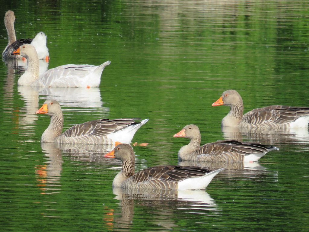 In Keilformation Foto & Bild | projekte, 2 - dienstag ist spiegeltag ...