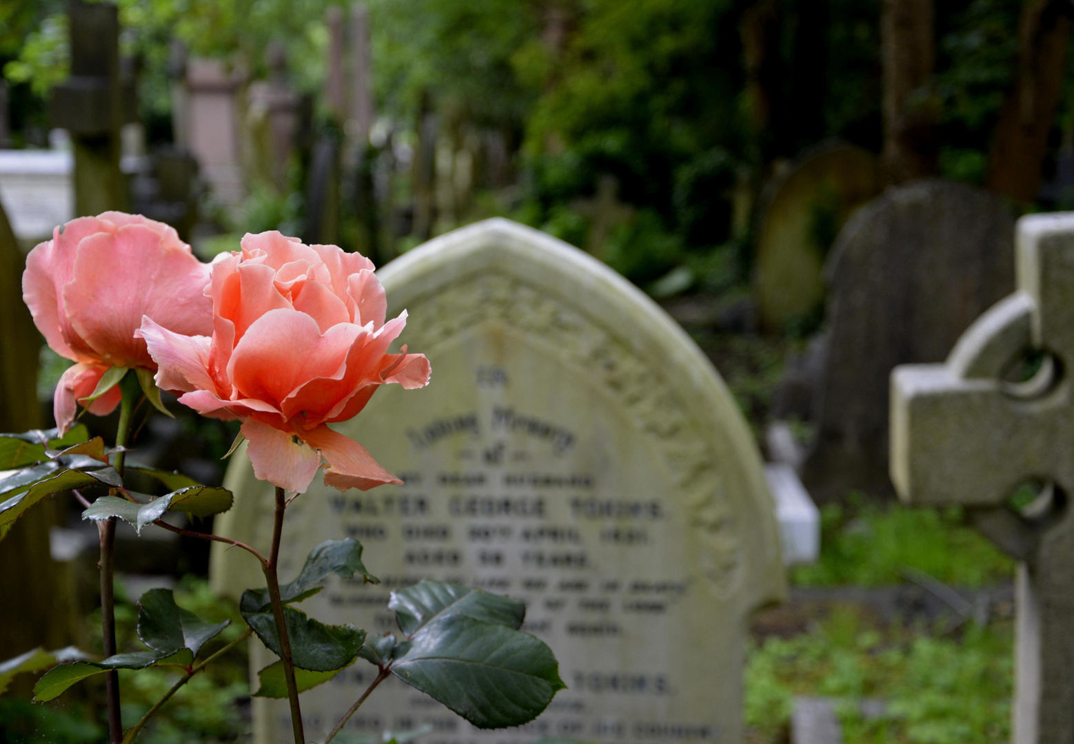 In Loving Memory Foto & Bild | trauer, natur, rosen Bilder auf ...