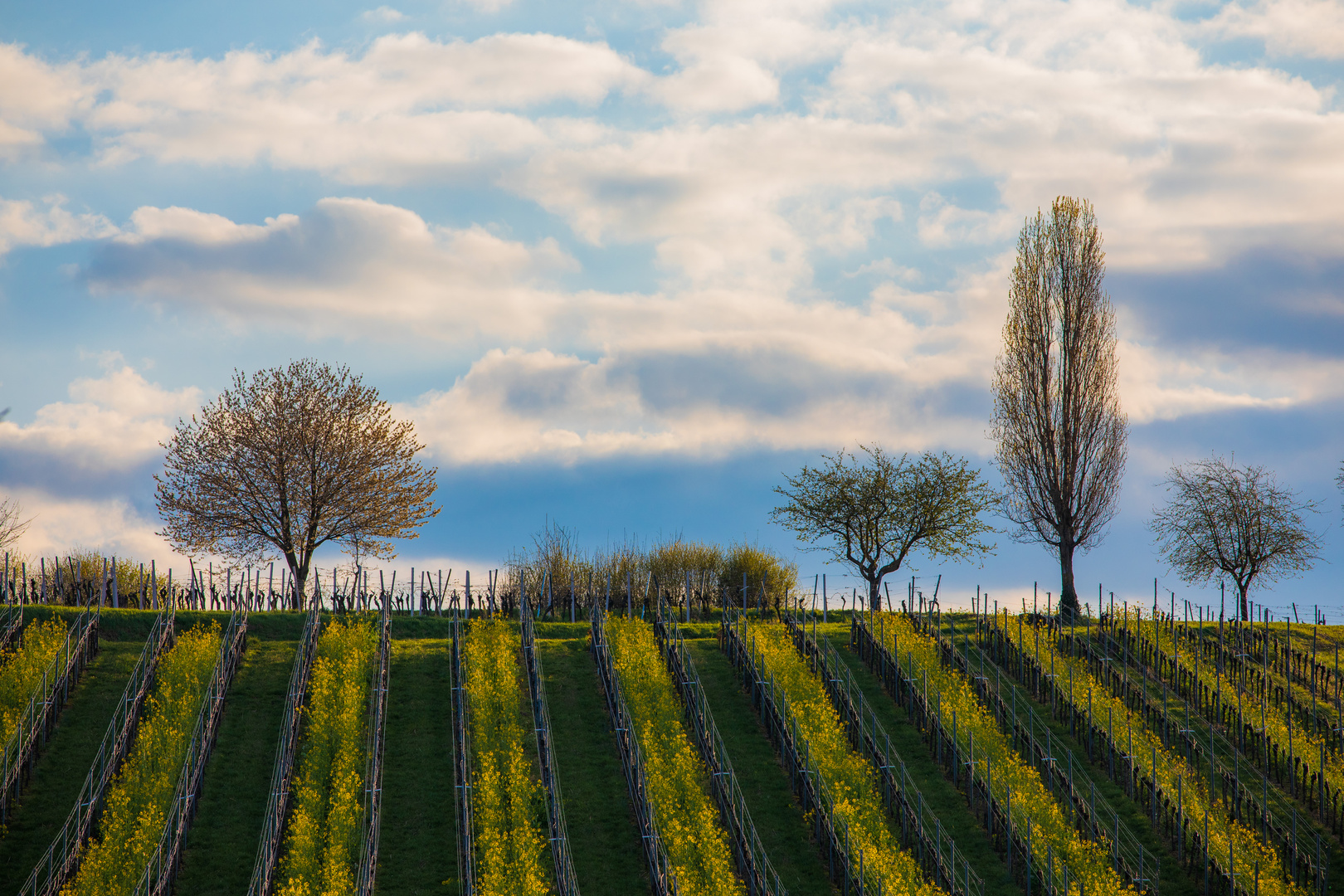 In Reih und Glied Foto & Bild | deutschland, europe, rheinland-pfalz ...