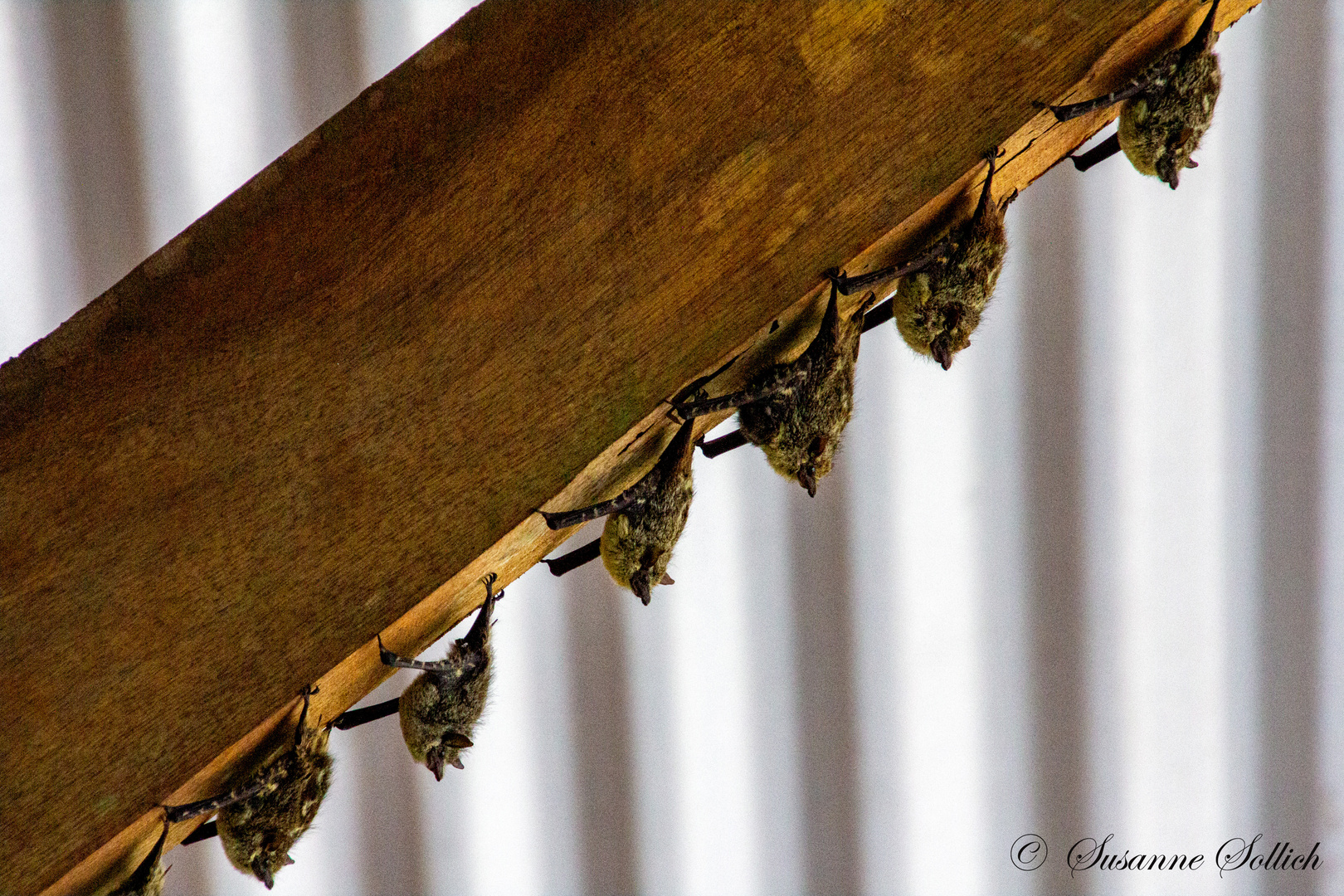 In Reih und Glied! Foto & Bild | north america, abstraktes, central ...