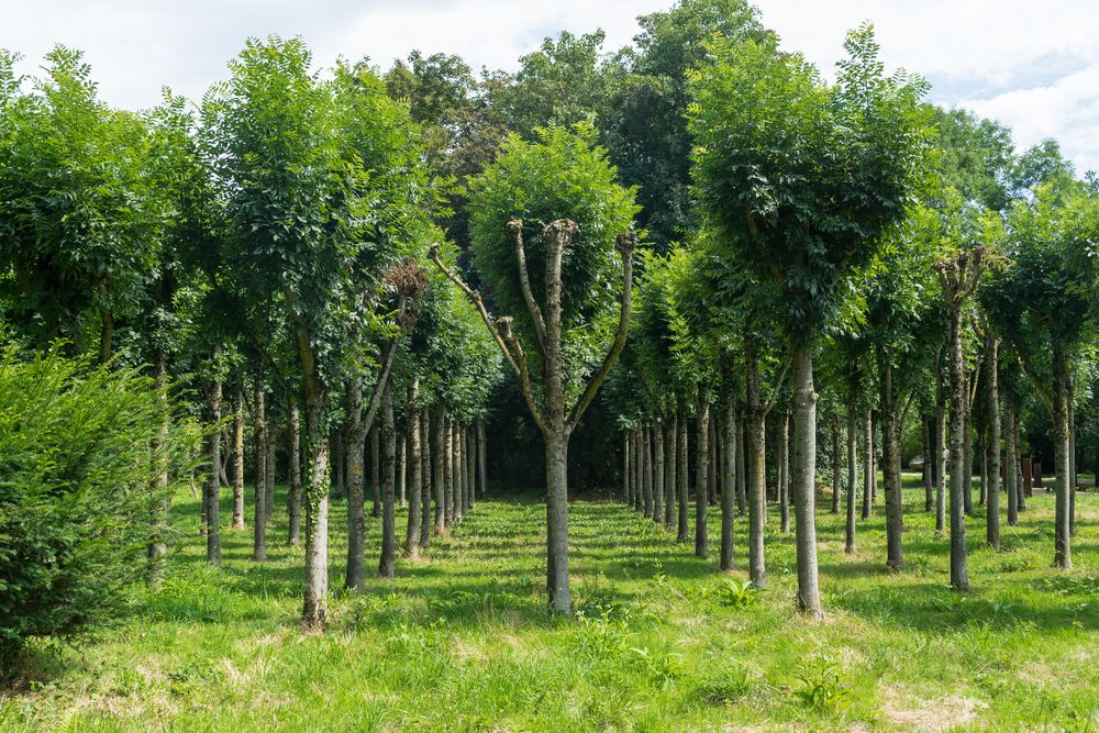 in Reih und Glied... Foto & Bild | deutschland, europe, nordrhein ...