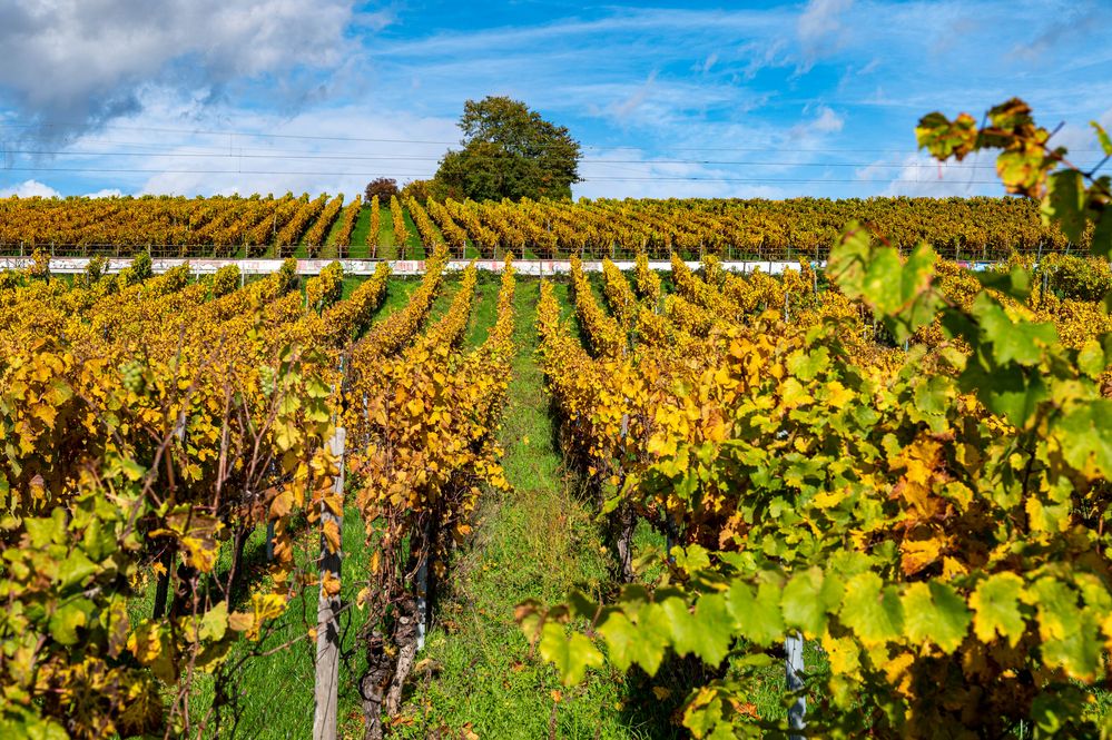 In Reih und Glied Foto & Bild | jahreszeiten, herbst, himmel Bilder auf ...