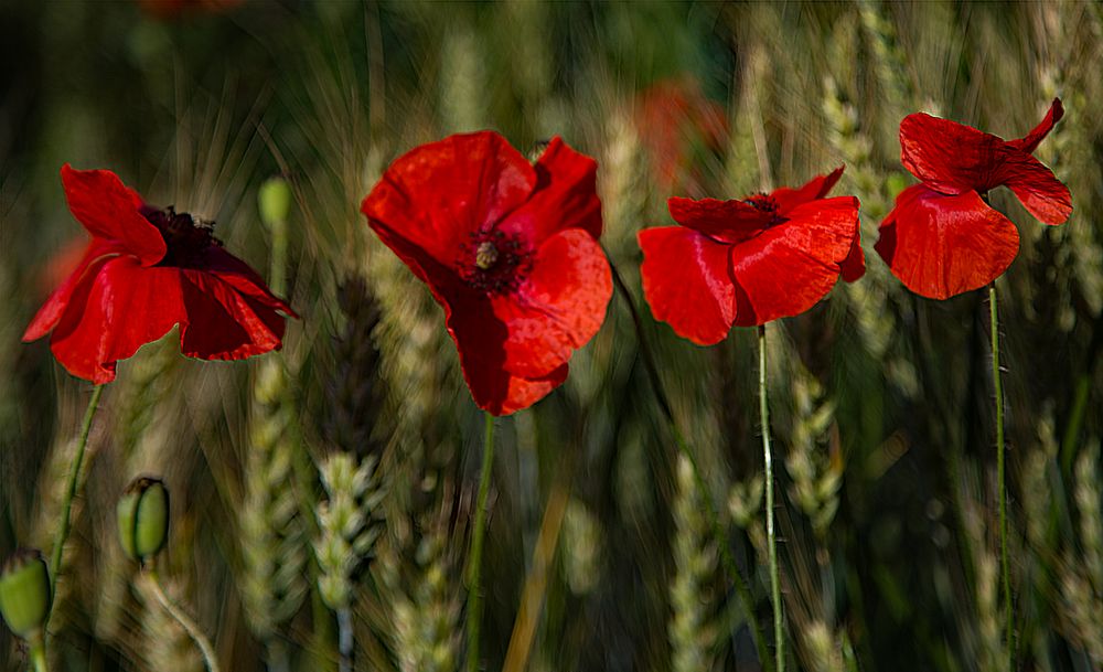 in Reih und Glied Foto & Bild | world, rot, natur Bilder auf fotocommunity