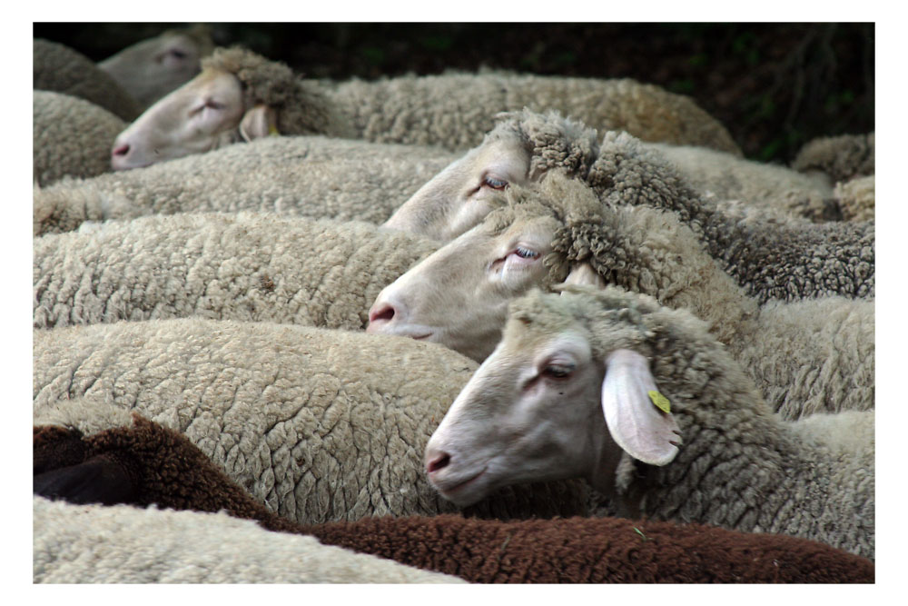 In Reih und Glied Foto & Bild | tiere, haustiere, nutztiere Bilder auf ...