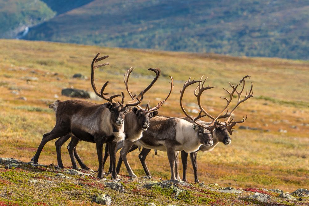 In Reih und Glied...! Foto & Bild | europe, scandinavia, sweden Bilder ...