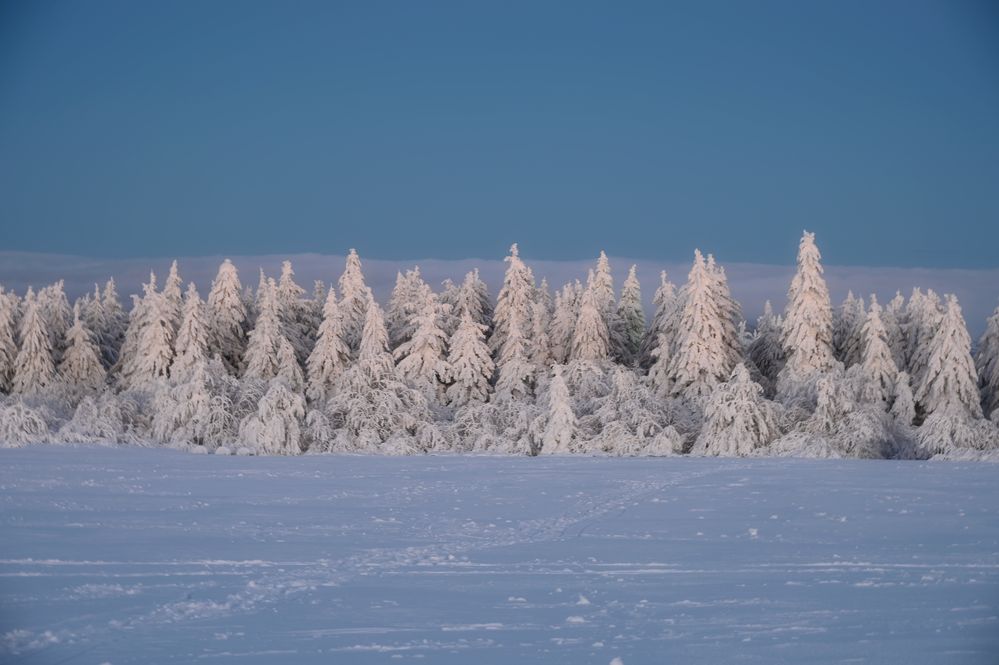 in reih und glied Foto & Bild | world, winter, natur Bilder auf ...