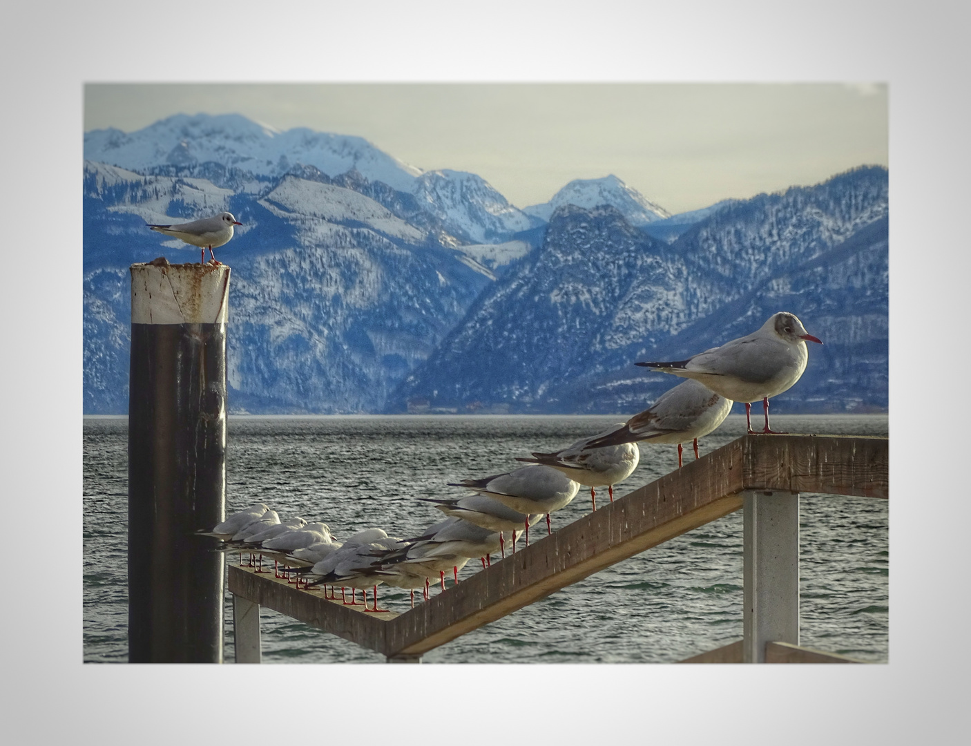 In Reih und Glied Foto & Bild | kalt, outdoor, winter Bilder auf ...