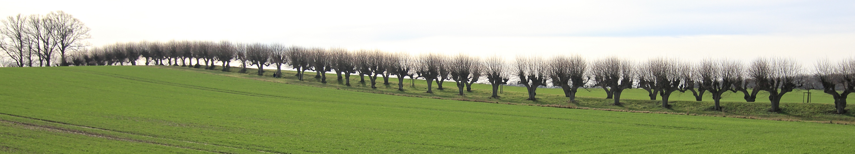 IN REIH UND GLIED Foto & Bild | bäume, winter, natur Bilder auf ...