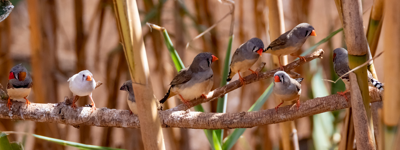 In Reih und Glied Foto & Bild | tiere, zoo, wildpark & falknerei, vögel ...