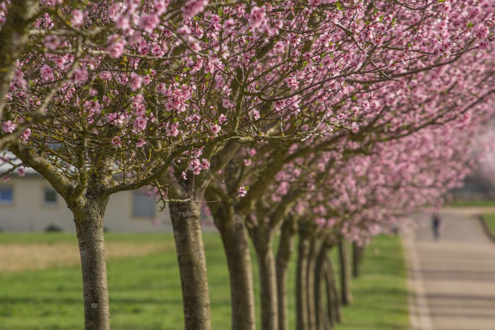 In Reih und Glied Foto & Bild | deutschland, europe, rheinland-pfalz ...