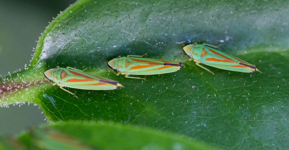 In Reih und Glied Foto & Bild | tiere, wildlife, insekten Bilder auf ...