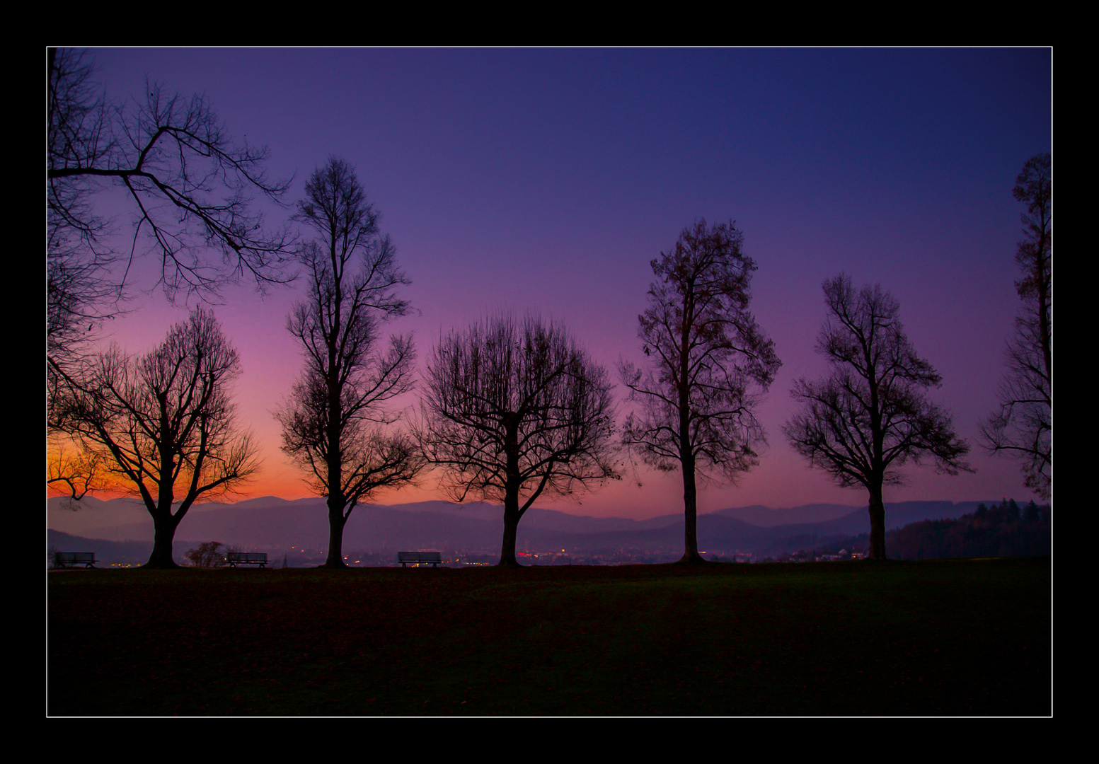 In Reih und Glied. Foto & Bild | pflanzen, pilze & flechten, bäume ...