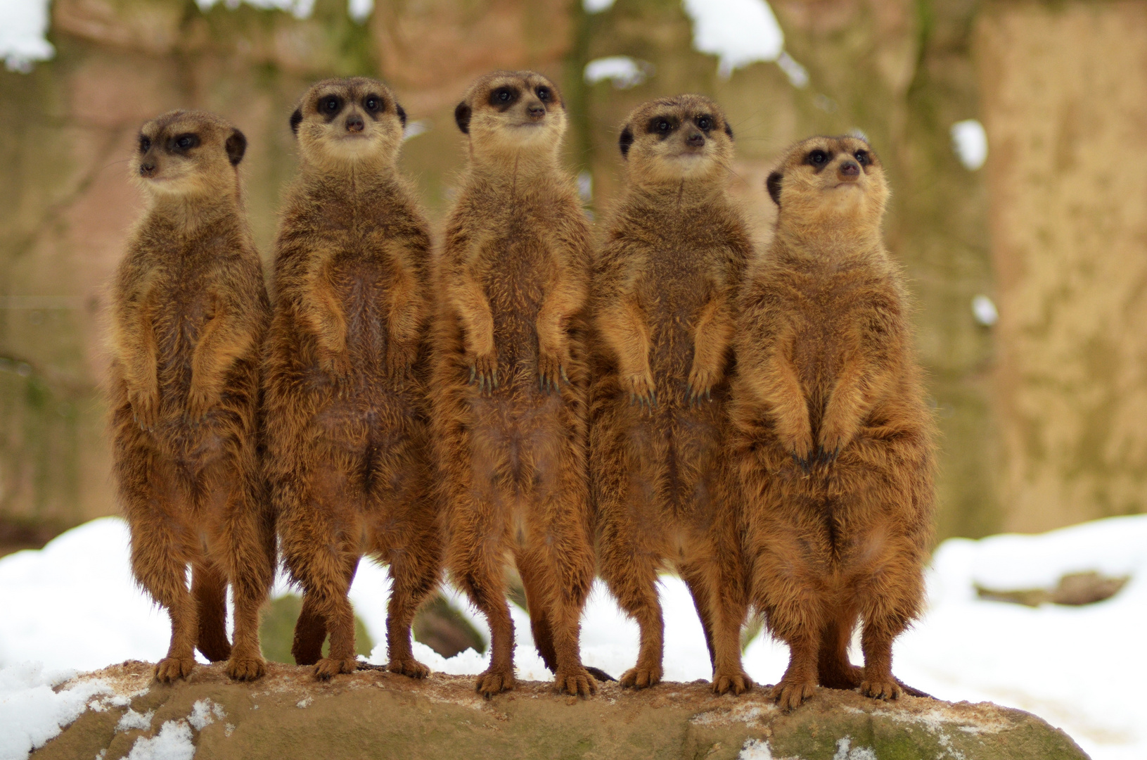 In Reih und Glied Foto & Bild | tiere, zoo, wildpark & falknerei ...