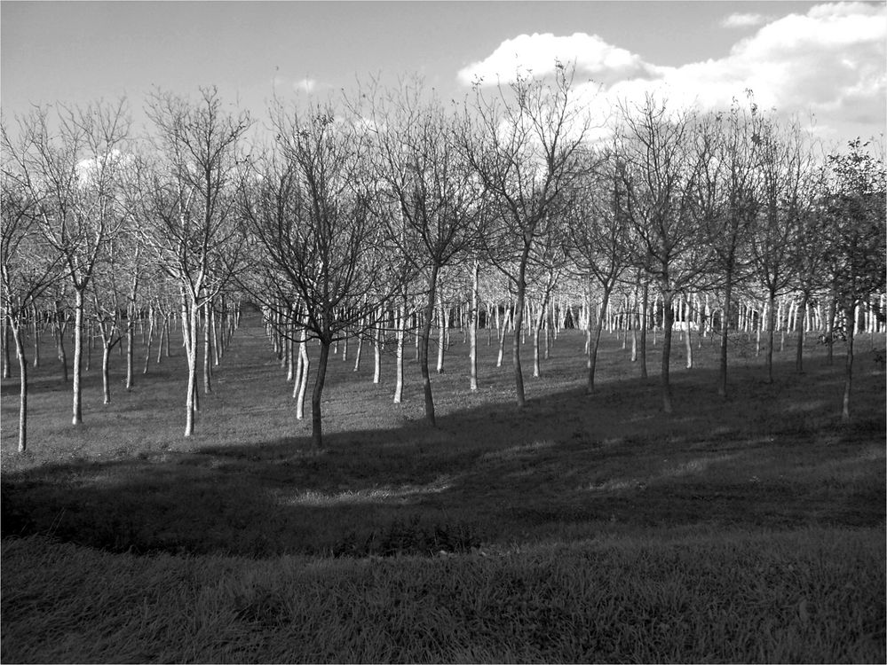 In Reih' und Glied Foto & Bild | spezial, wald, bäume Bilder auf ...