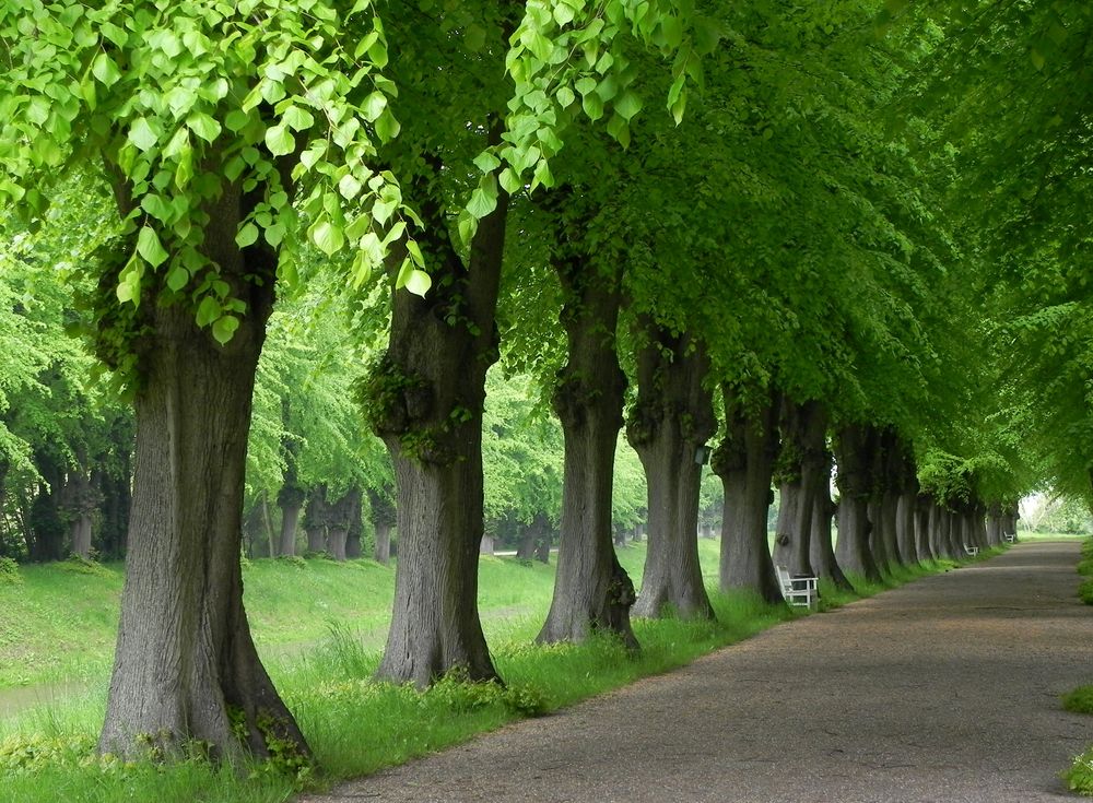 In Reih und Glied Foto & Bild | bäume, frühling, natur Bilder auf ...