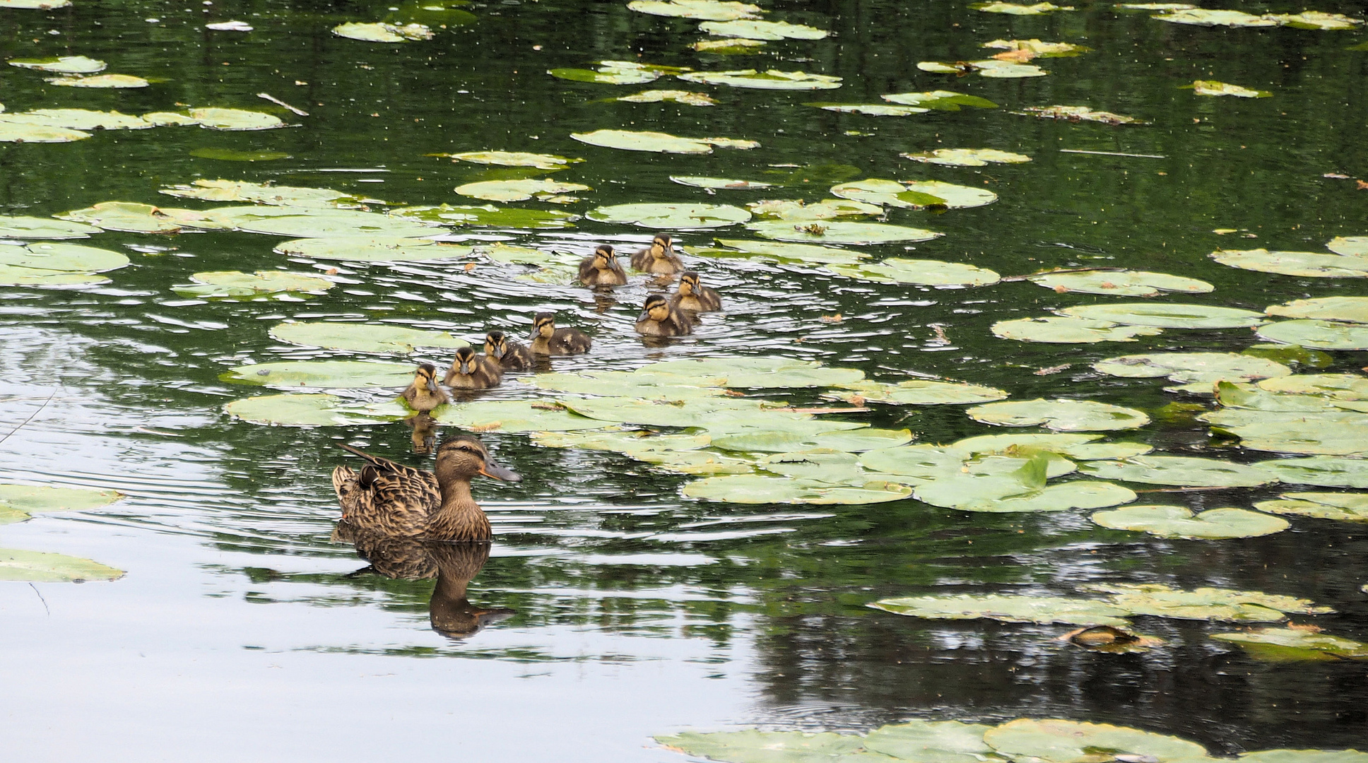 In Reih und Glied… Foto & Bild | natur, tiere, vögel Bilder auf ...