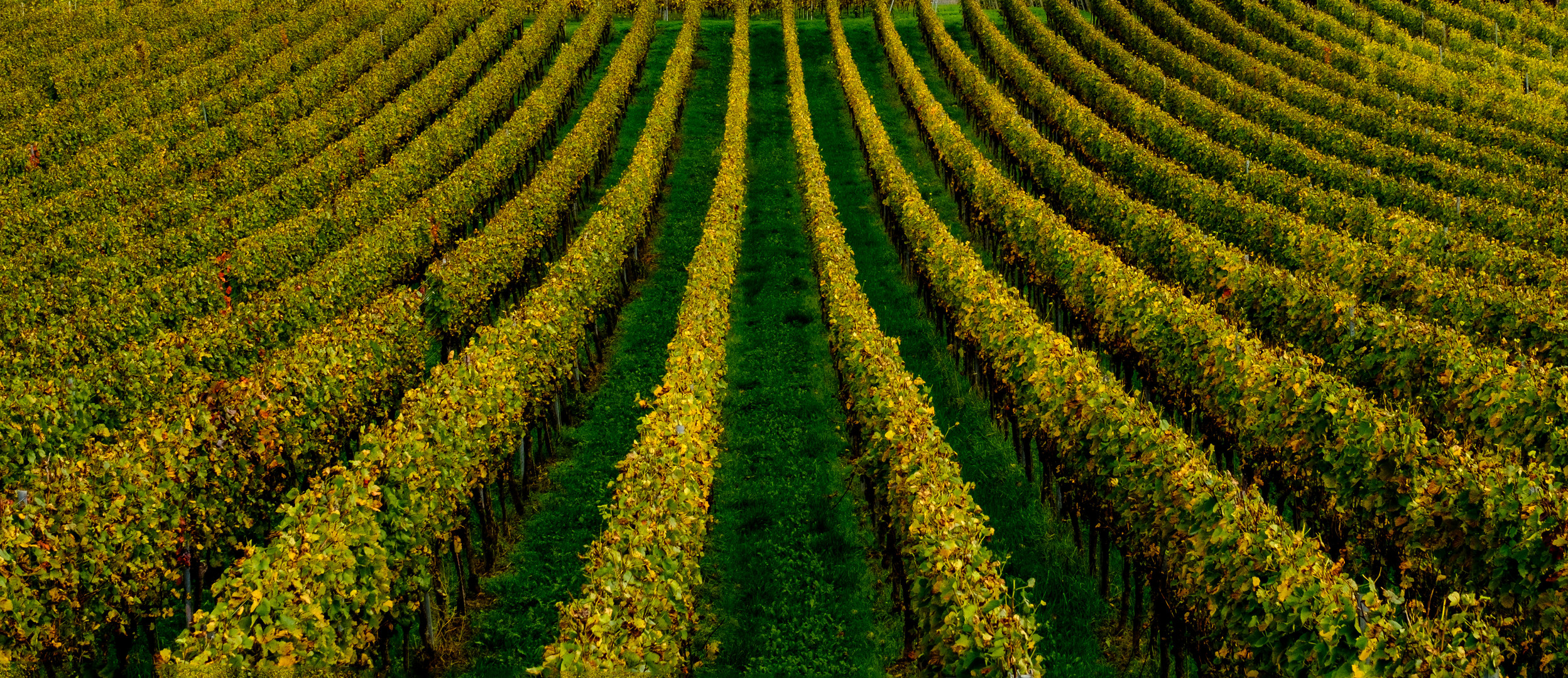 In Reih und Glied Foto & Bild | world, natur, herbst Bilder auf ...