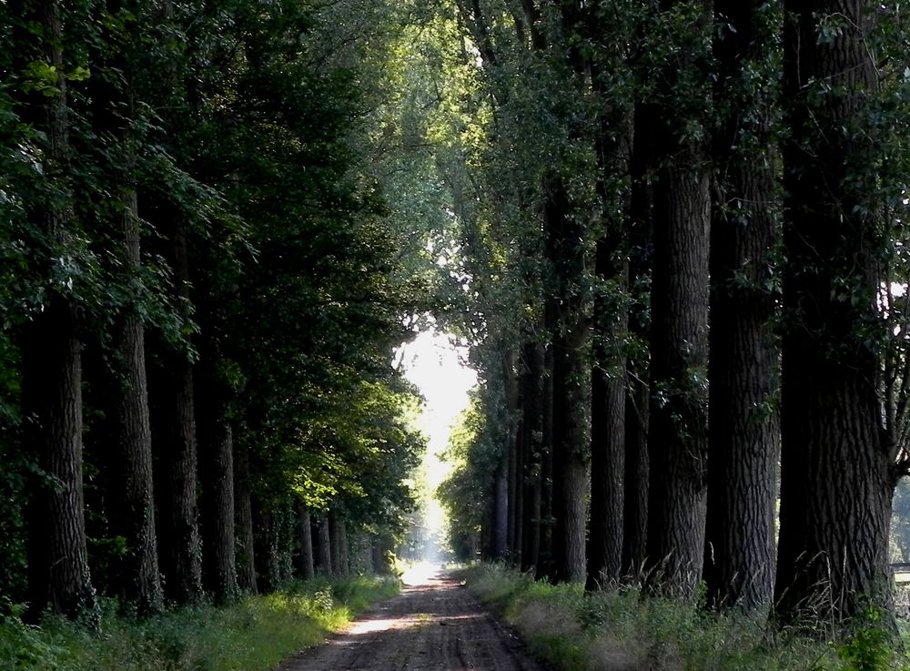 In Reih und Glied Foto & Bild | natur, landschaft, alleen Bilder auf ...