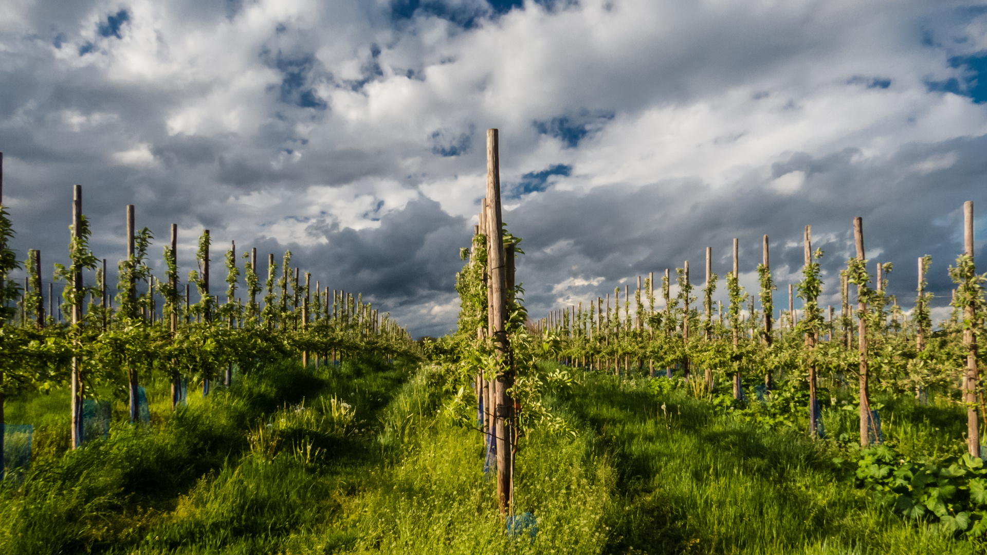 In Reih und Glied Foto & Bild | landschaft, Äcker, felder & wiesen ...