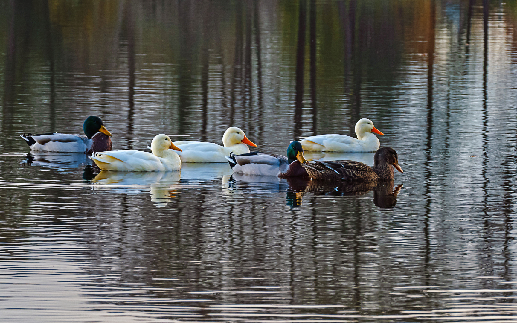In Reih' und Glied unterwegs Foto & Bild | tiere, wildlife, wild ...