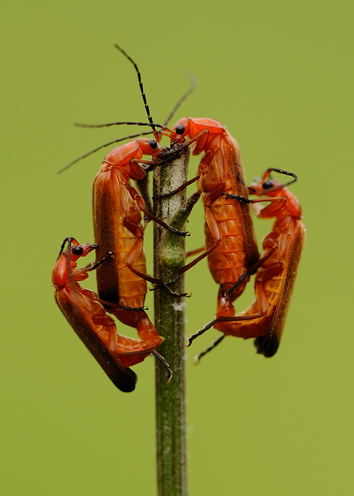 In Schweden ist alles doppelt so schön Foto & Bild | tiere, wildlife ...