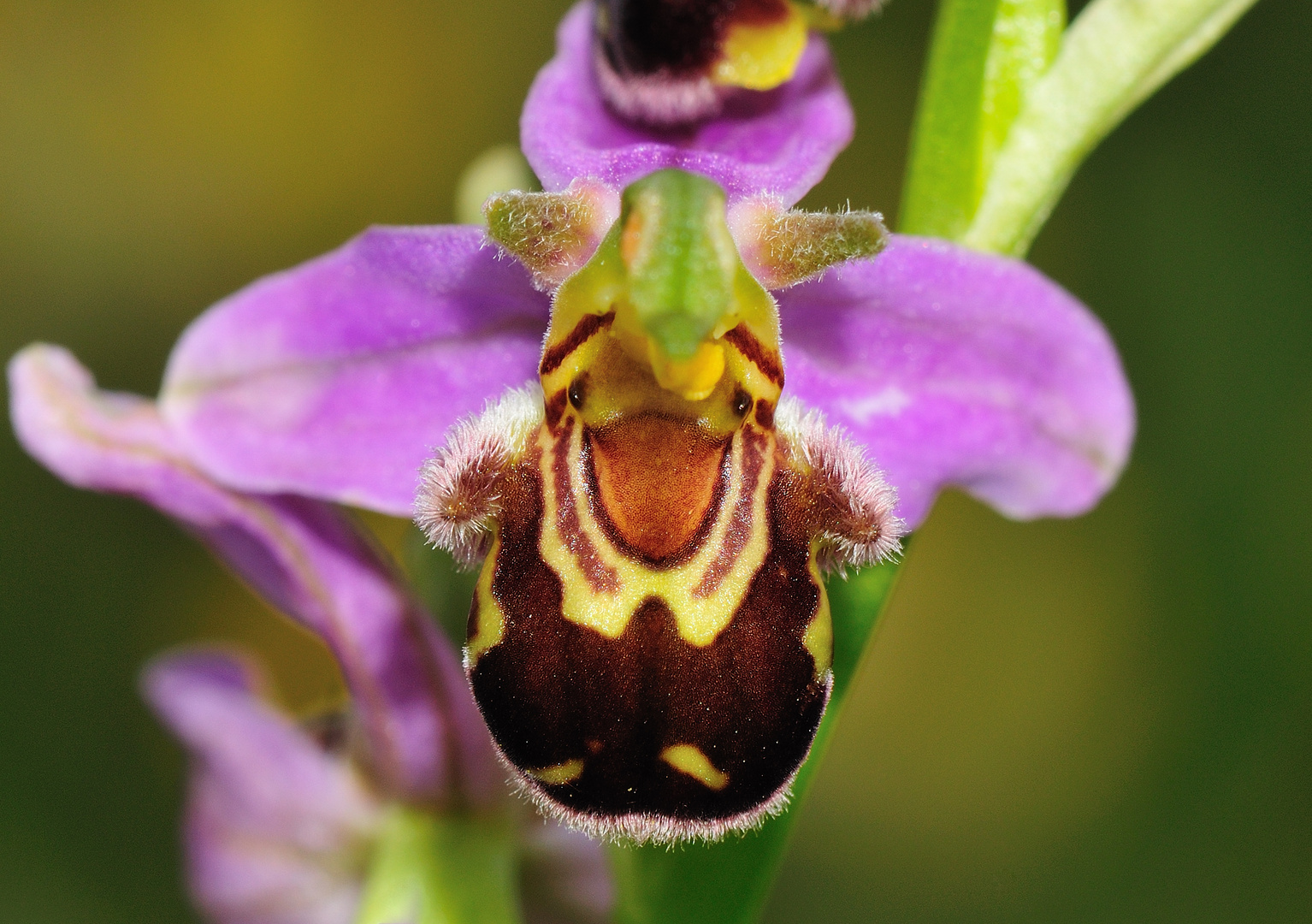 In voller Blüte - Bienen-Ragwurz (Ophrys apifera) Foto & Bild | pflanzen, pilze & flechten ...