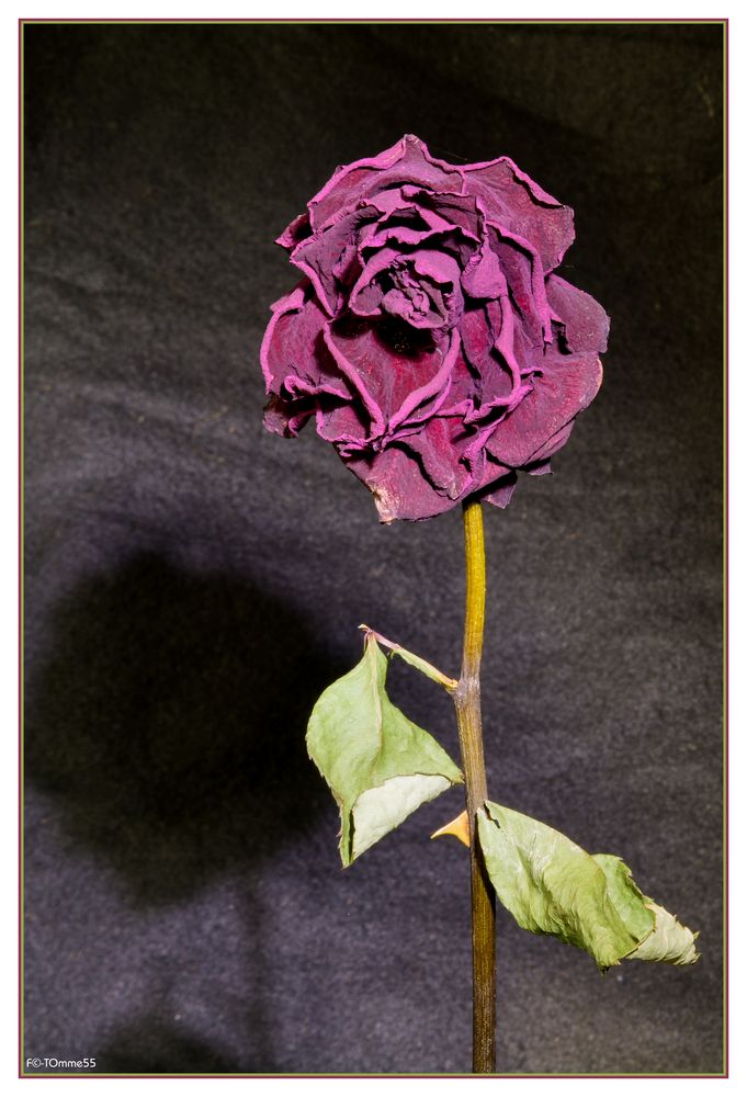 In Würde altern ... Foto & Bild | stillleben, alt, alter Bilder auf ...