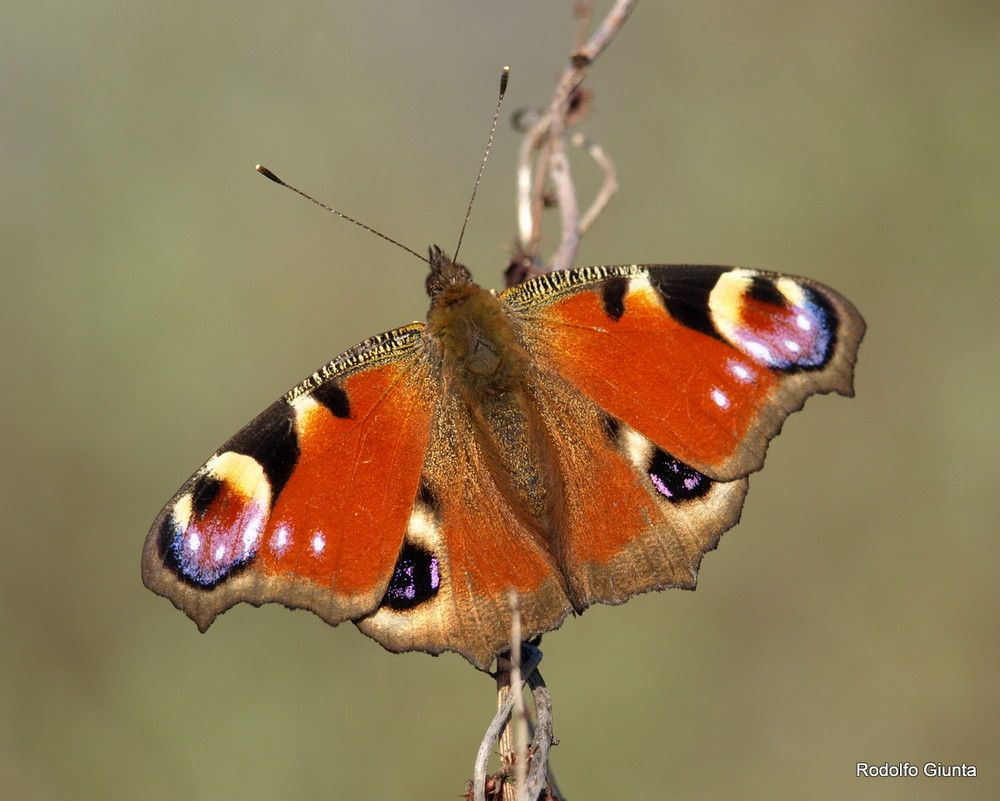 Inachis io Foto % Immagini| macro e close up, macro di insetti, natura ...