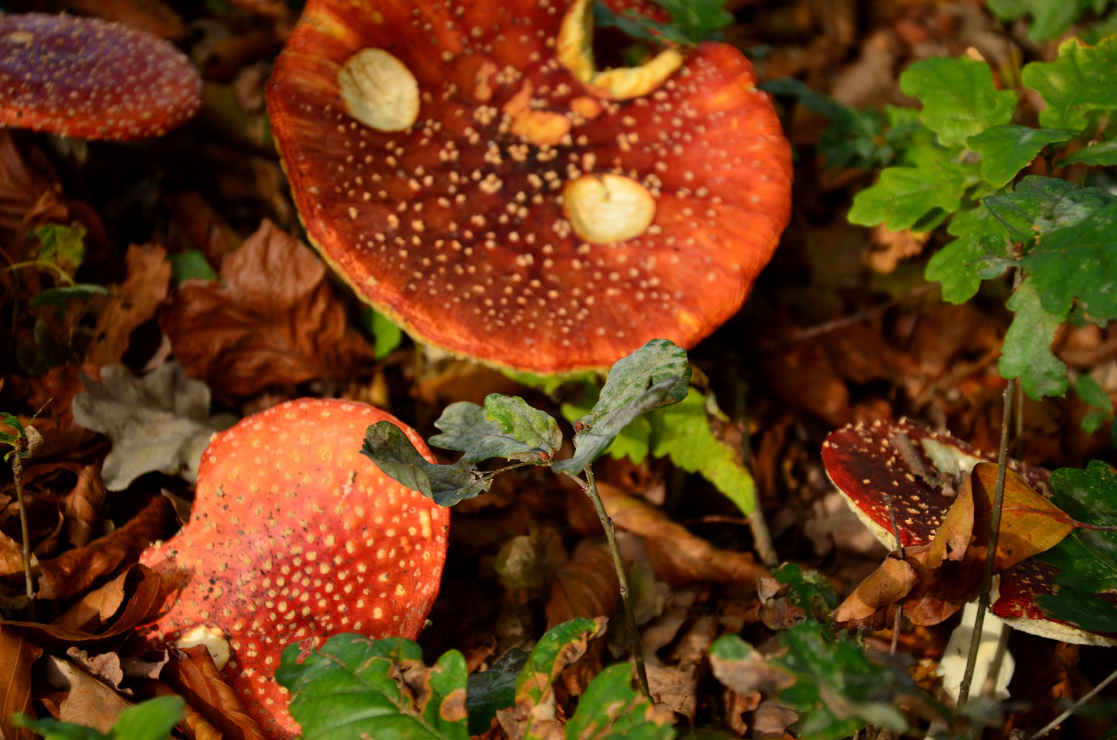 Inconspicuous grey --- Microsphaera alphitoides Griffon & Maubl. Foto ...