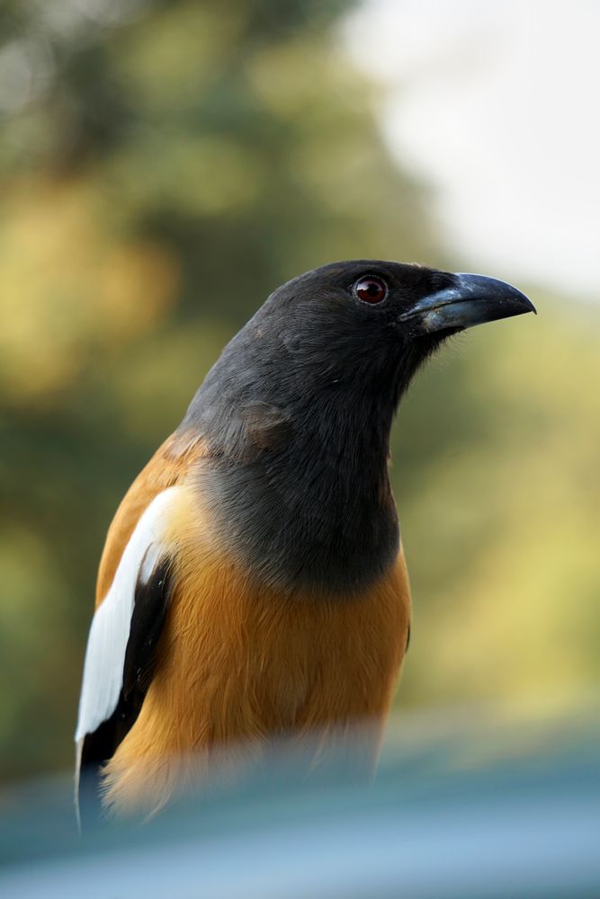 Indian magpie Foto & Bild | tiere, wildlife, wild lebende vögel Bilder ...