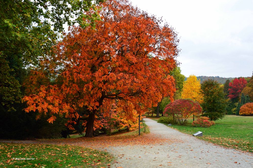 Indian Summer... Foto & Bild | pflanzen, pilze & flechten, landschaft ...