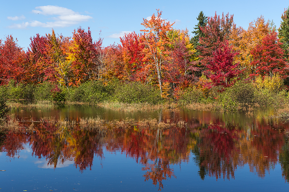 Indian Summer - fall foliage Foto & Bild | north america, canada, the ...