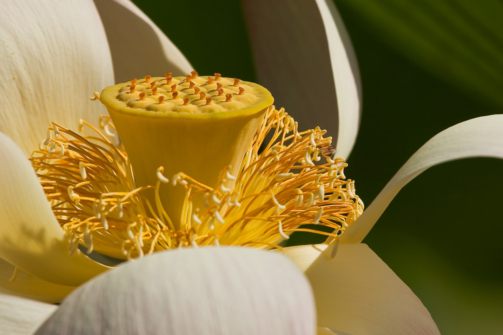 Indische Lotusblume Foto & Bild | pflanzen, pilze & flechten, blüten ...